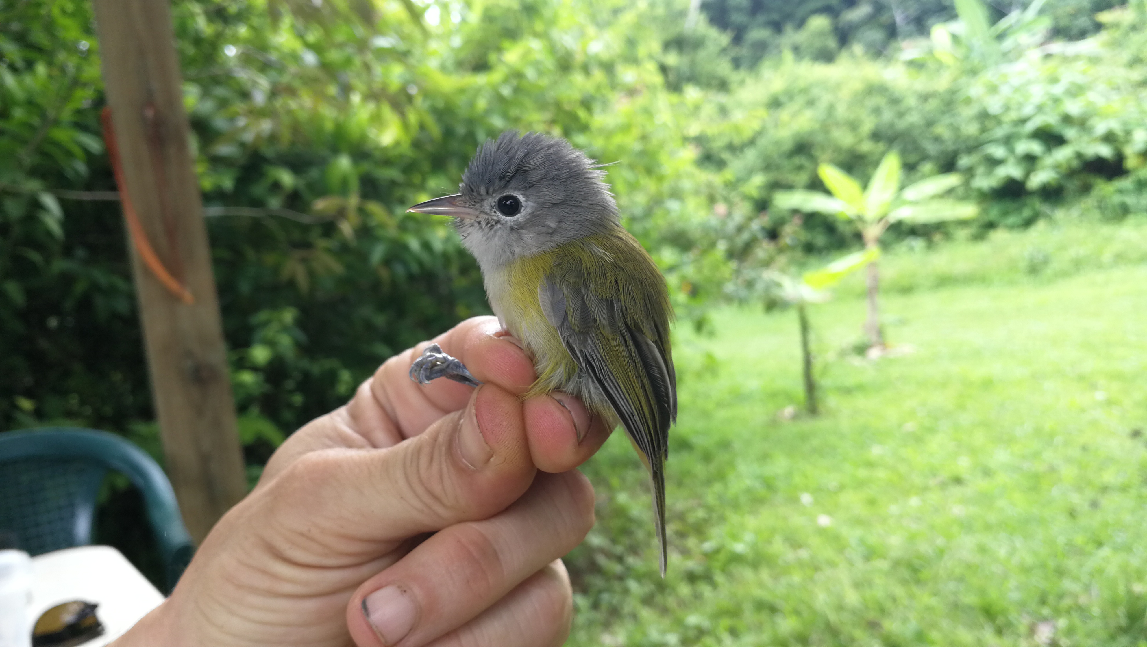 My Journey with Tropical Birds: Banding at T.R.E.E.S | Traveling Female ...